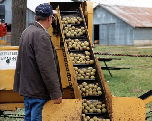 Home - Hammons Black Walnuts