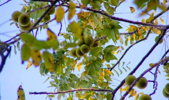Learn About Black Walnuts - Hammons Black Walnuts
